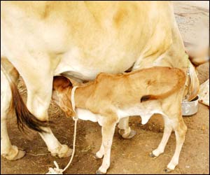 Coke has a rival: RSS’s cow urine cola | India News - The Indian Express