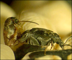 Female seed beetles are sex-thirsty | Health News - The Indian Express