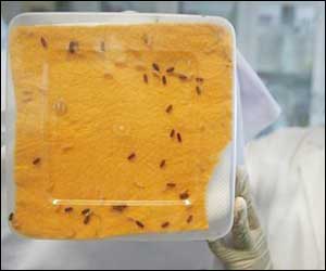 Maggots no wonder cure for festering wounds | Health News - The Indian ...