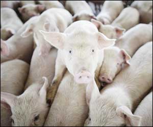 First pig stem cells ‘to make humanised organs’ | Health News - The ...