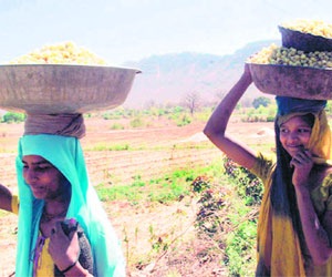 Heat wave takes kick out of mahudo | Ahmedabad News - The Indian Express