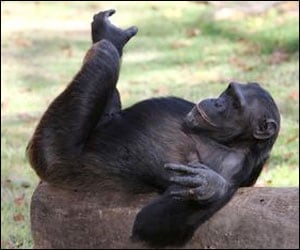 Chimps dance to music | Lifestyle News - The Indian Express