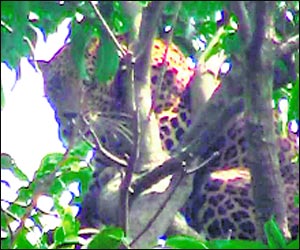 Search for stray leopard begins in Doaba | Lucknow News - The Indian ...