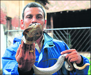 Finally,a snake-friendly Nagpanchami | Mumbai News - The Indian Express