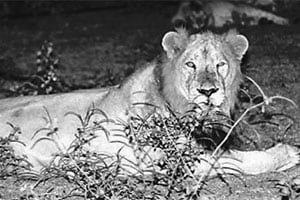 MP sanctuary ideal for Gir lions,but not for those bred in captivity ...