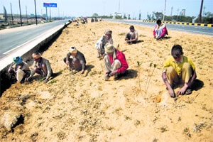Stop plantation at Shaheed Path: NHAI to LDA,forest corporation ...