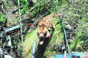 Leopard captured from Mall Road in Shimla succumbs to injuries ...