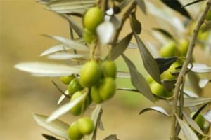 Olive leaf extracts help lose weight | Health News - The Indian Express