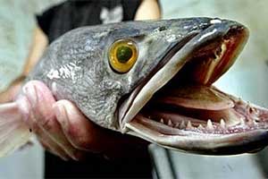 Coming soon: Vehicles from lungfish teeth? | Technology News - The ...
