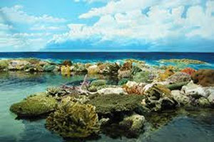 Cyclone Yasi damages Great Barrier Reef | News Archive News - The ...