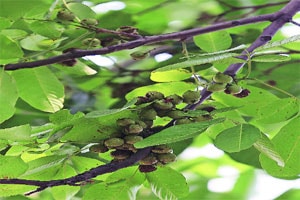 Baehra tree to be axed in Mohali | Chandigarh News - The Indian Express