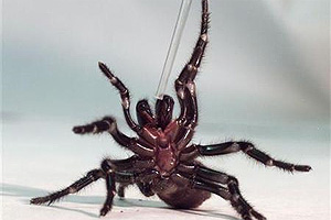 Spider venom could hold key to treating breast cancer: study | Health ...
