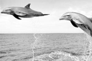 Now,a device to communicate with dolphins | Technology News - The ...
