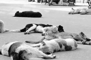 Send stray dogs to Northeast states,China: MLAs propose in Assembly ...