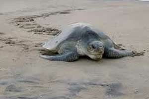 Global warming could wipe out largest sea turtles: Study News Archive ...