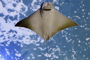 Scientists designing mechanical stingray | Technology News - The Indian ...