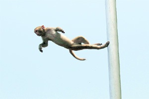 Urgently required: Expert monkey catchers for Chandigarh forest dept ...