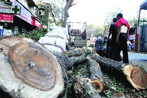 481 trees to be hacked to make way for Oberoi residential project ...