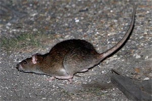 Unique rat species discovered | News Archive News - The Indian Express