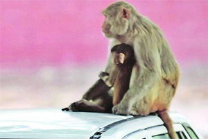Monkey-catchers in,their target minimum 400; Rs 500 per catch ...