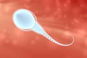 Single sperm molecule ‘alters’ internal and external female behaviour ...