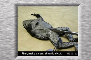 PETA offers free ‘Virtual frog dissection app’ to schools | India News ...