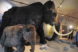 Boy finds intact carcass of 30,000-year-old woolly mammoth | Technology ...
