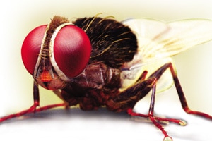 Makkhi: Sensational superfly | Entertainment-others News - The Indian ...