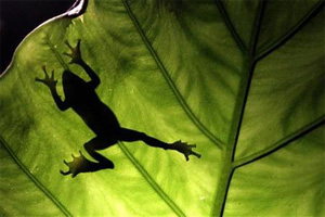 Frog with Wolverine-style spikes found! News Archive News - The Indian ...