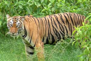 After killing of forest official,Ranthambore s T-24 under watch | India ...