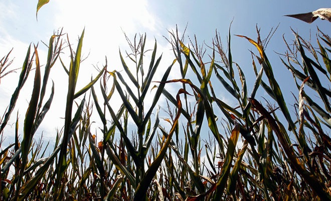 New technique to yield gold metal from crop plants | Technology News ...