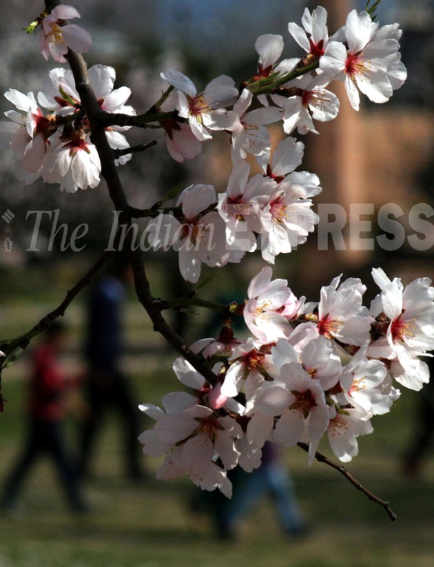 Spring arrives in Kashmir’s Badamwari | Lifestyle Gallery News - The ...