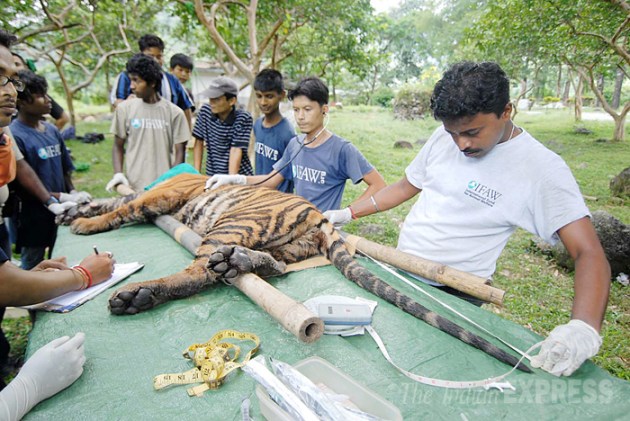 Two tigers in a boat to say nothing of the 900 km | Picture Gallery ...