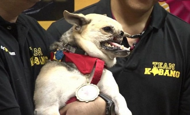 Brave dog gets hero8217;s welcome in Philippines after treatment in US ...