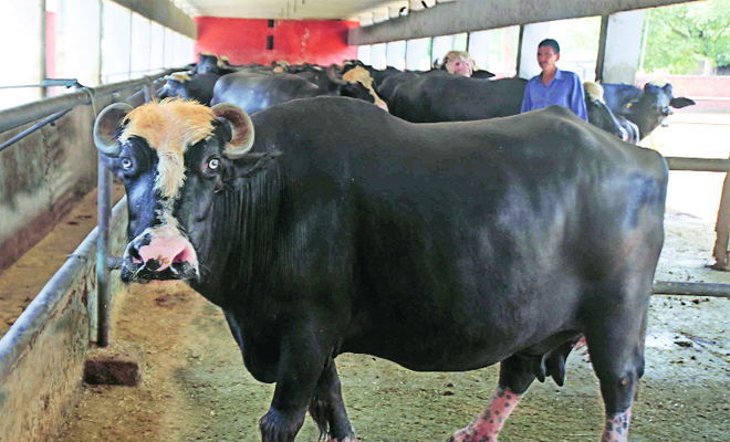 Blue-eyed breed among buffaloes News Archive News - The Indian Express