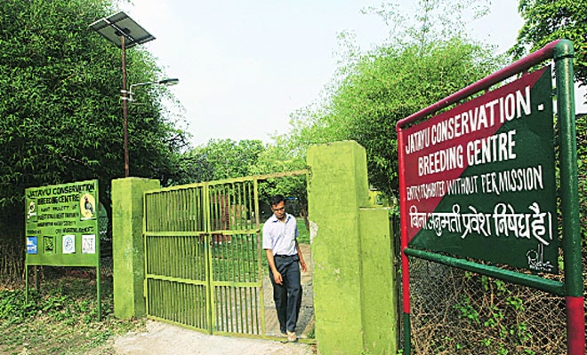 Pinjore centre identifies 8 zones in country for releasing vulture ...