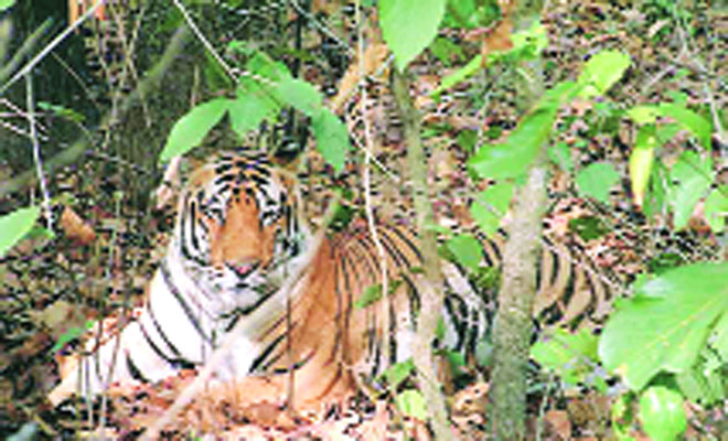 Melghat tiger poaching: Nine suspects hiding in Baner held | Pune News ...