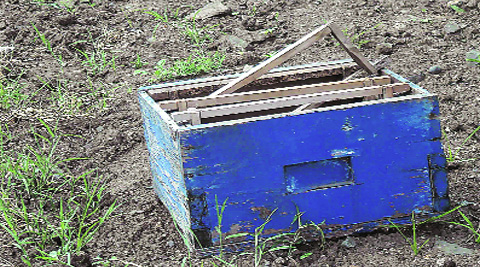 Beehives destroyed, honey production stalled | Pune News - The Indian ...