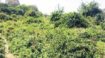 More cannabis growth found on Mula-Mutha river bed | Pune News - The ...