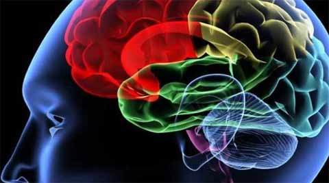 Diabetes shrinks brain size and ages it by two years: longer duration ...