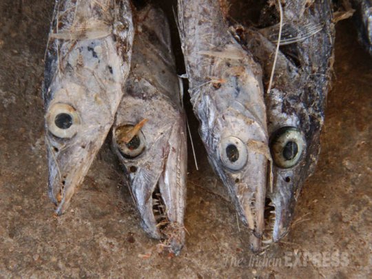 Koli community maintains tradition and culture through the ages ...