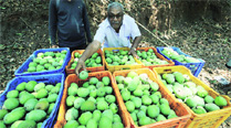 The mango man | India News - The Indian Express