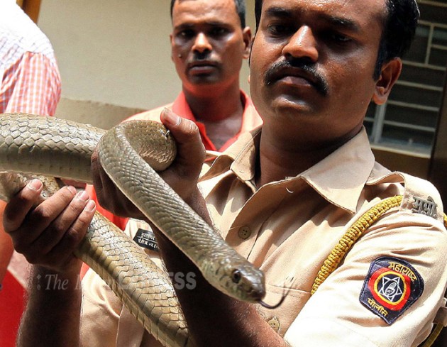Snake caught near a nursery school in Mumbai | Picture Gallery Others ...