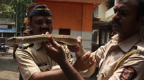 Snake caught near a nursery school in Mumbai | Picture Gallery Others ...