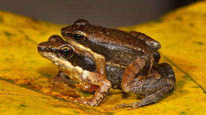 Meet the ‘dancing’ frogs of the Western Ghats | Picture Gallery Others ...