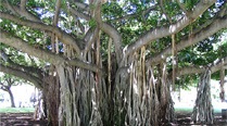 500-year-old banyan tree gets tourist sport status in Odisha | India ...