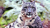 Snow leopard, red panda get new conservation centre in Darjeeling ...