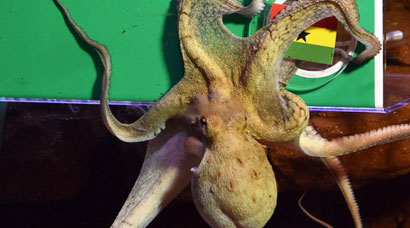 FIFA World Cup: Animal craze after Paul the octopus | Sports Gallery ...