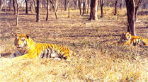 Infection hits two tigers at Tiger Safari | Ludhiana News - The Indian ...