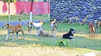MC plans to create own infrastructure to sterilise stray dogs ...